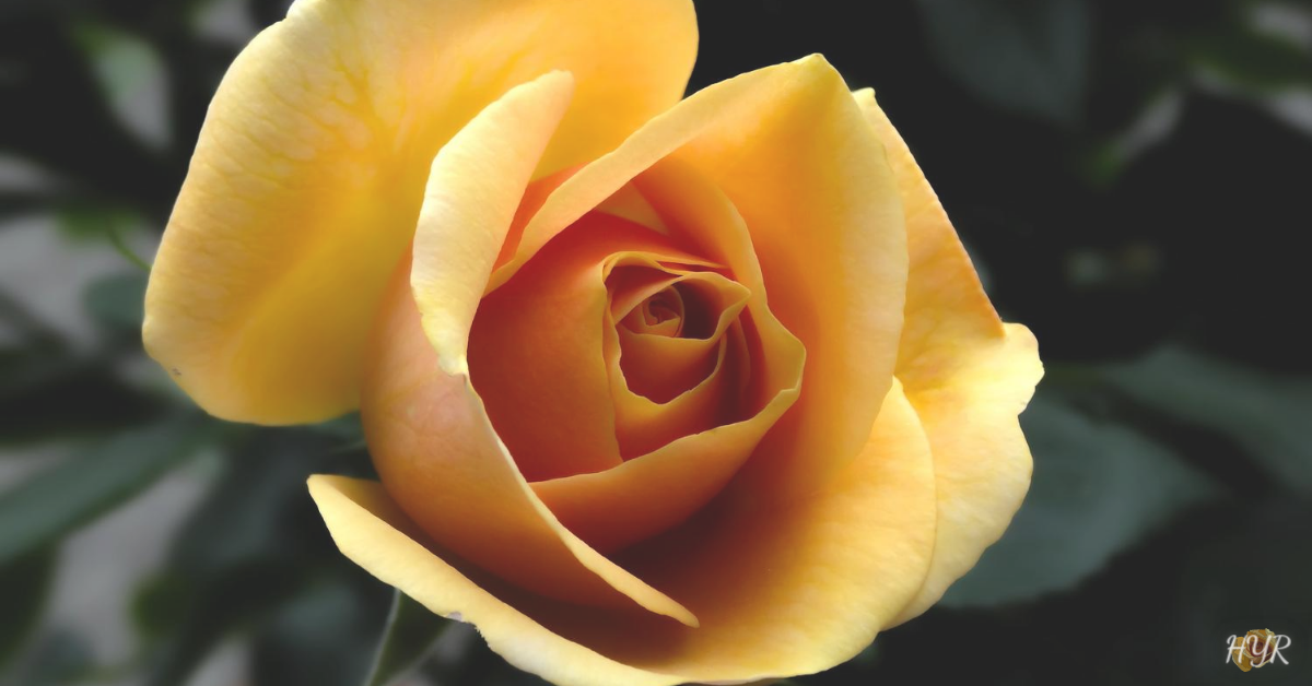 The Story Behind Her Yellow Rose